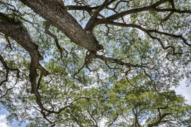 Looking Up the Sky at the Rainforest Canopy Branches. Stock Image ...