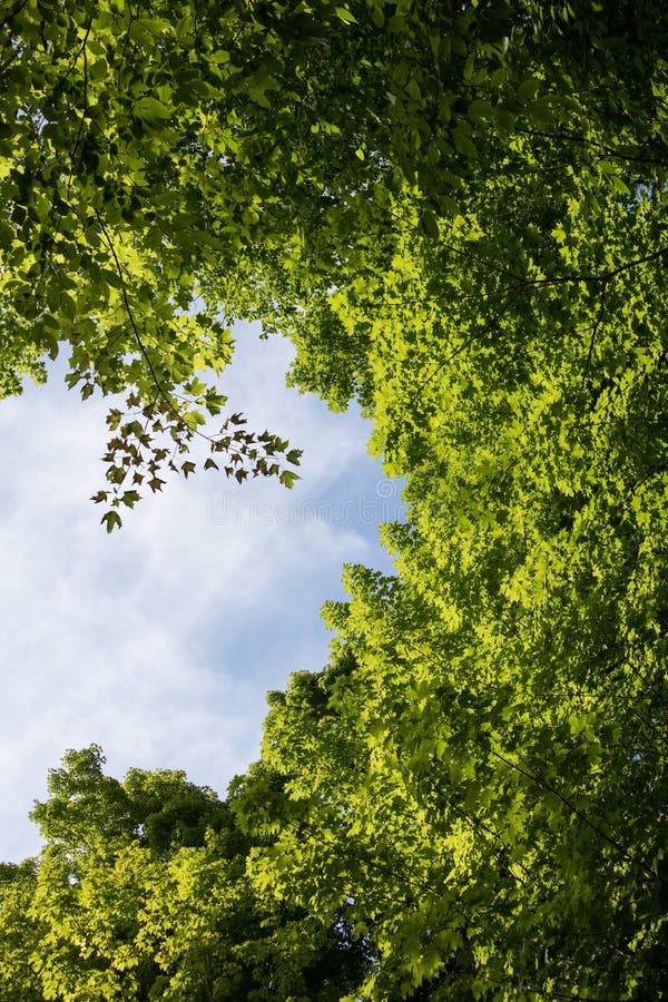 Sky through trees stock image. Image of scene, summer - 122464357