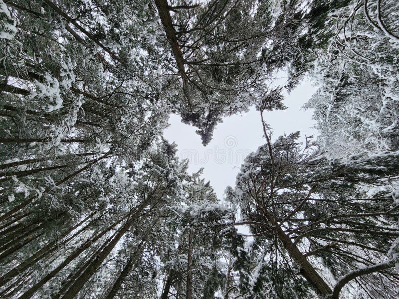 Snowy Trees Forming Circle Winter Forest Stock Photos - Free & Royalty ...