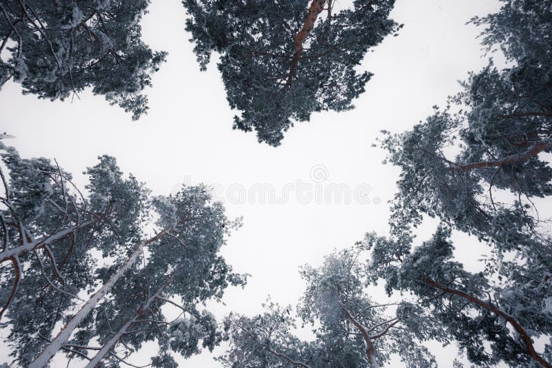 Looking Up at Snowy Trees in Winter Stock Photo - Image of grey ...