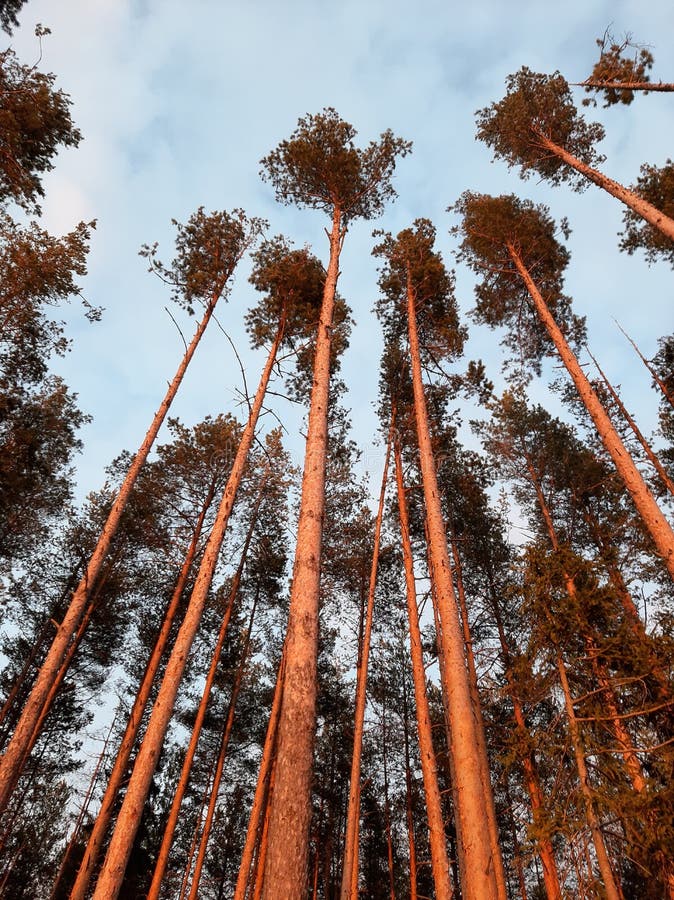 Looking Up in Spring Pine Forest Tree To Canopy. Bottom View Wide Angle ...