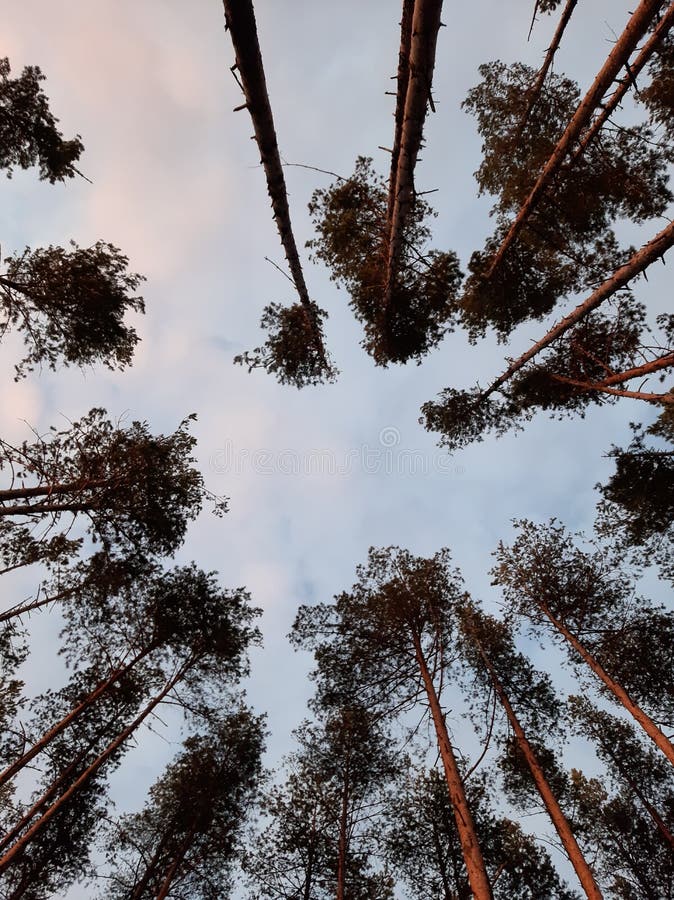 Looking Up in Spring Pine Forest Tree To Canopy. Bottom View Wide Angle ...