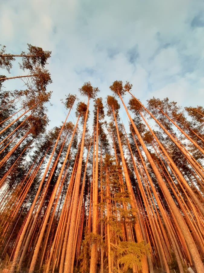 Looking Up in Spring Pine Forest Tree To Canopy. Bottom View Wide Angle ...