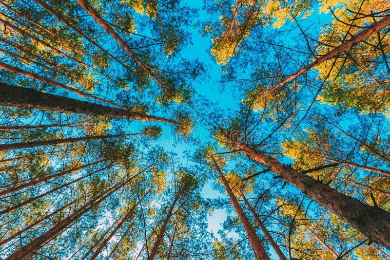 Looking Up in Spring Pine Forest Tree To the Canopy. Under Blue Sky ...
