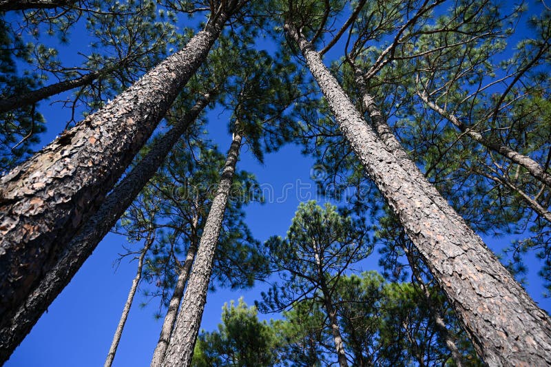 Looking Up through a Stand of Long Leaf Pine Trees. Stock Photo - Image ...