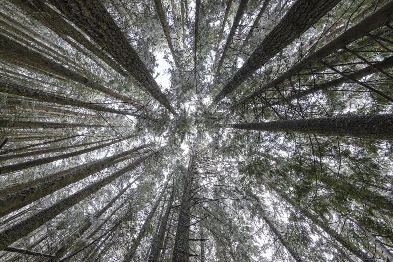 Looking Up stock image. Image of evenings, heart, clouds - 49485465