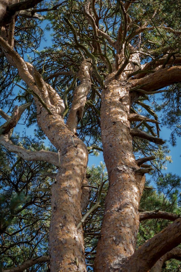 Looking Up a Sunlit Scots Pine Tree Stock Photo - Image of canopy ...
