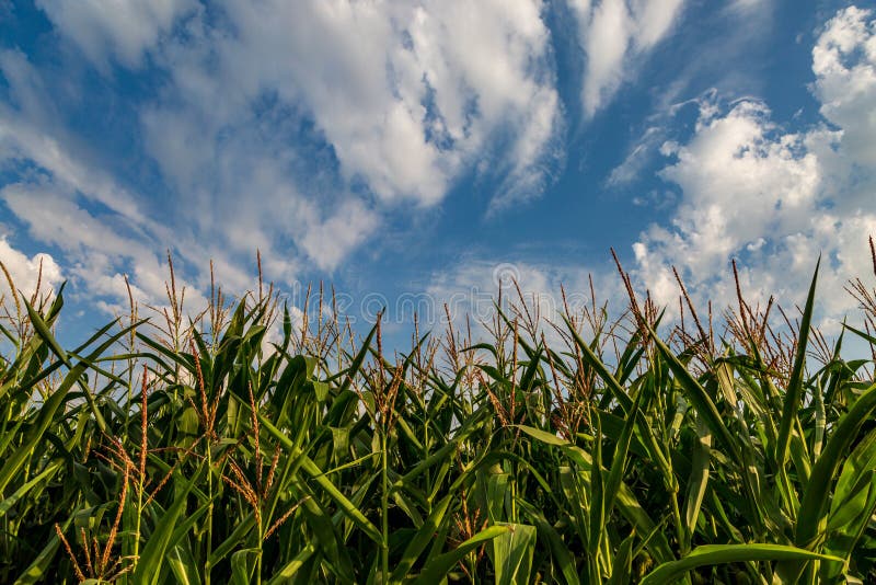 A Field of Corn Crops in Summer Stock Photo - Image of crops, growth ...