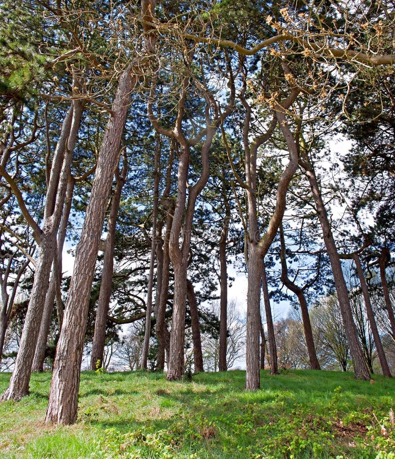 Looking Up at Tall Pine Trees Stock Photo - Image of pine, foliage ...
