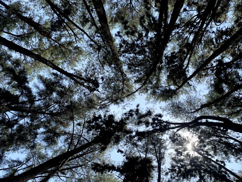 Looking Up at Tall Pine Trees Stock Image - Image of green, reflection ...