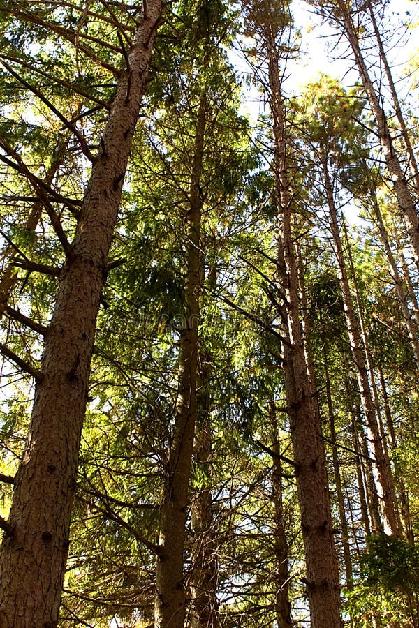 Looking Up Into The Canopy Of Tall Forest Trees Stock Image - Image of ...