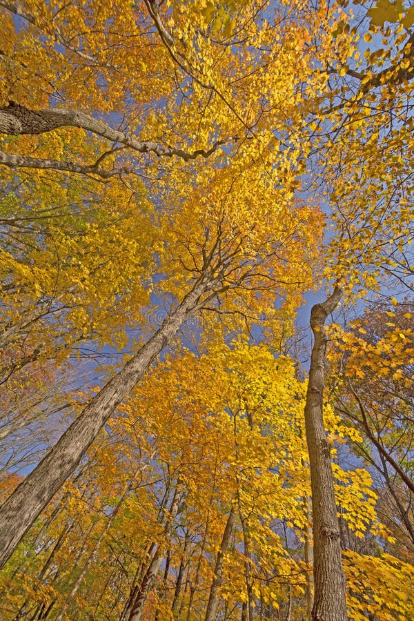 Looking Up into Tall Trees in Fall Stock Photo - Image of natural ...