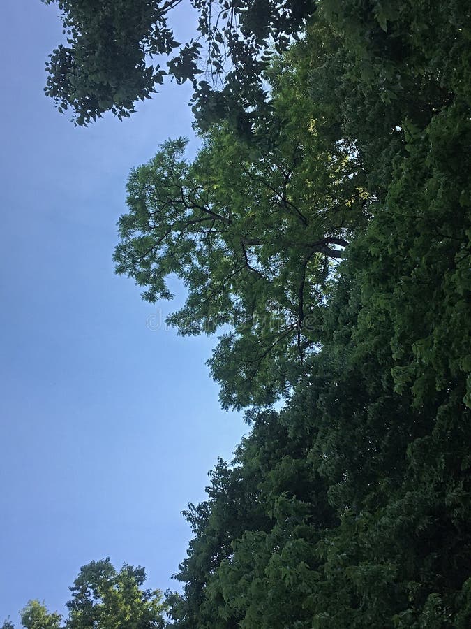 Looking Up at Tall Trees in a Forest Stock Image - Image of plant ...