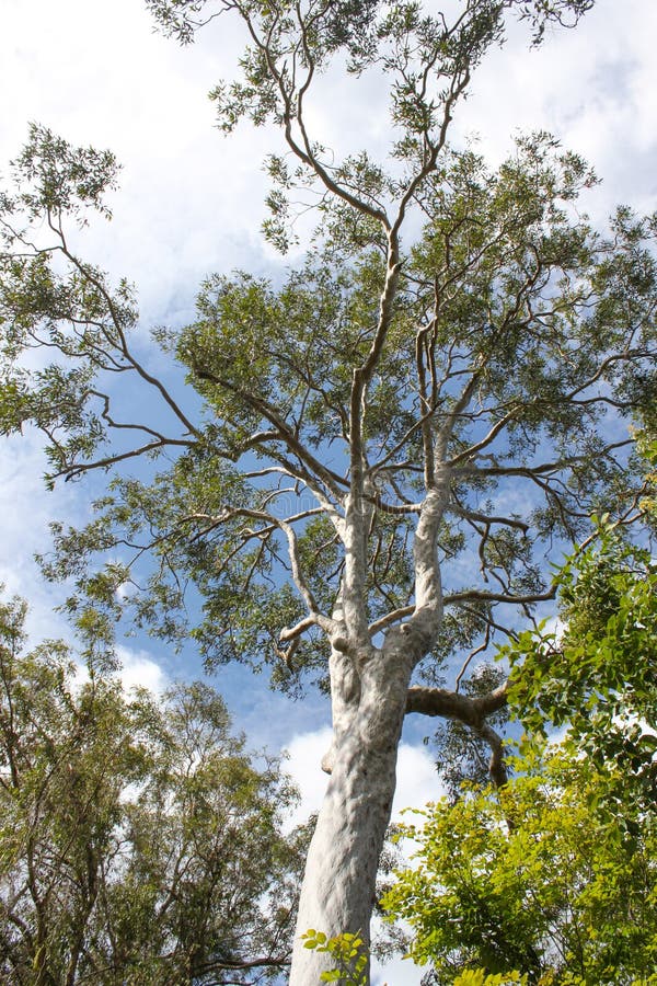 Looking Up at a Tall White Trunked Gum Tree Against a Beautiful Blue ...