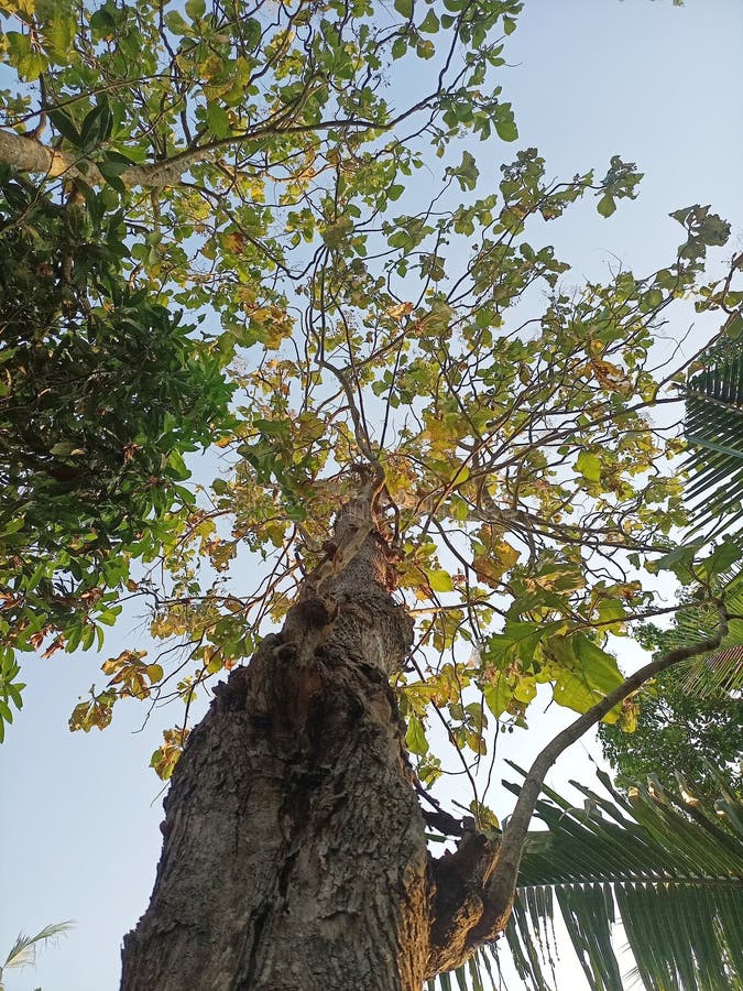 Looking Up at the Teak Tree Stock Image - Image of outdoors, freshness ...