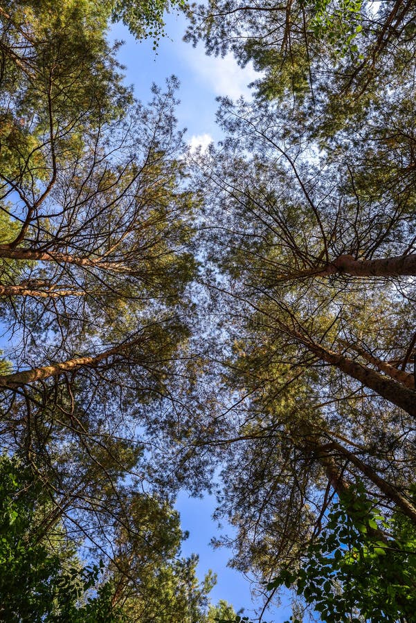 Looking Up To Forest - Green Tree Branches Stock Image - Image of grass ...