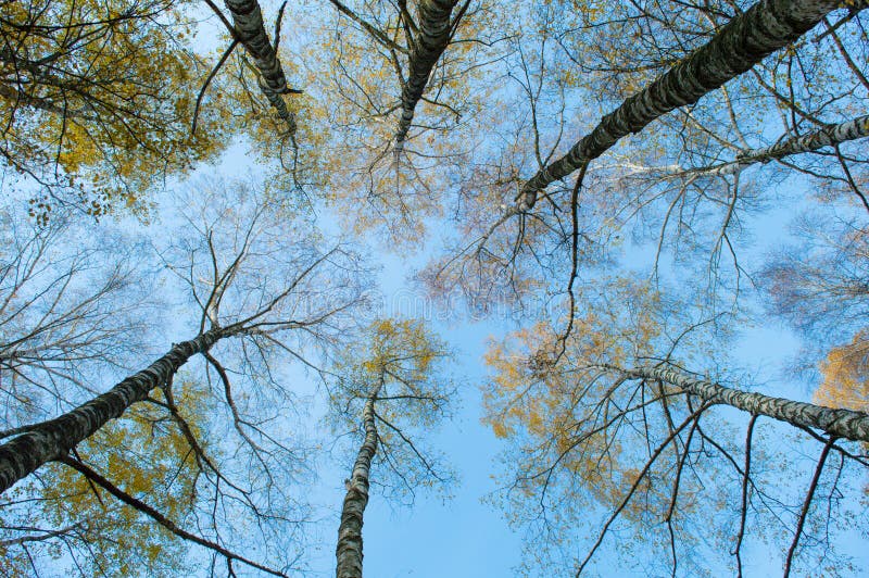 Looking Up To The Sky In Forest Stock Image - Image of environment ...