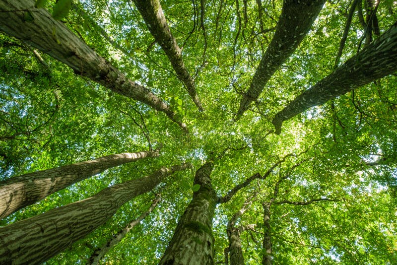 Looking Up To the Sky through the Trees Stock Photo - Image of ...