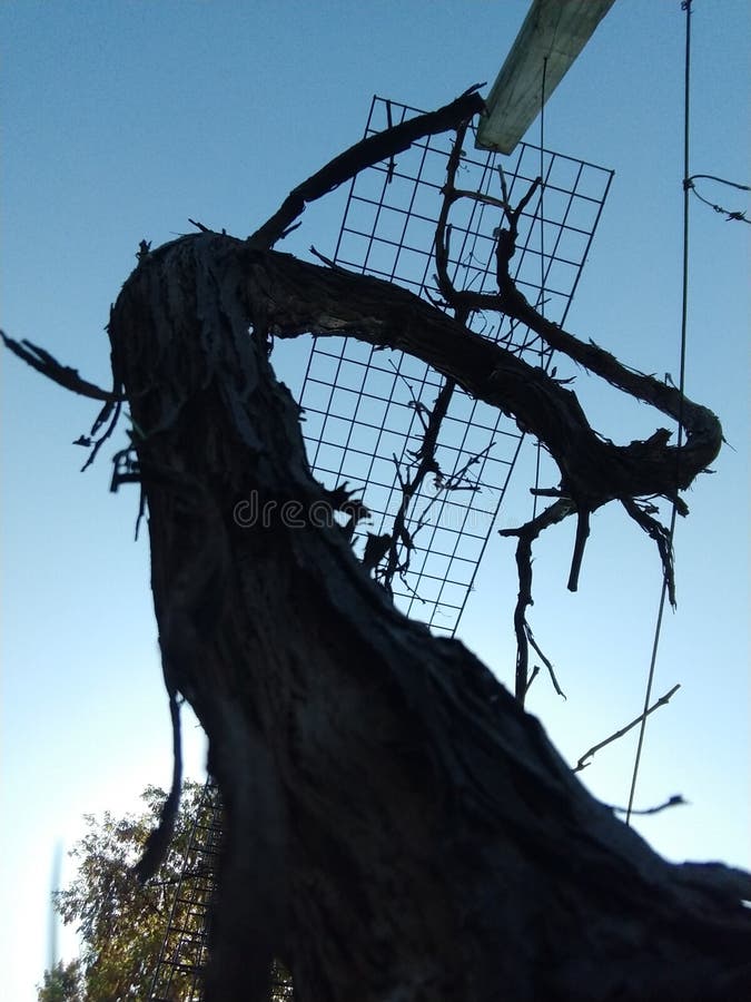 Looking Up To the Sky Dead Grapevine Dark Stock Image - Image of ...