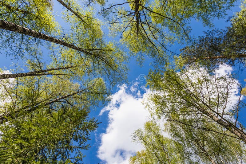 Looking Up To the Sky in Forest Stock Image - Image of cloud, park ...