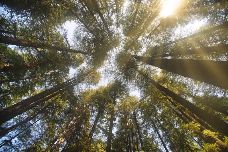 Looking Up To the Sky through Trees. Stock Image - Image of bottom ...