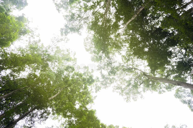 Looking Up To the Sky through Tropical Rain Forest Canopy Stock Image ...