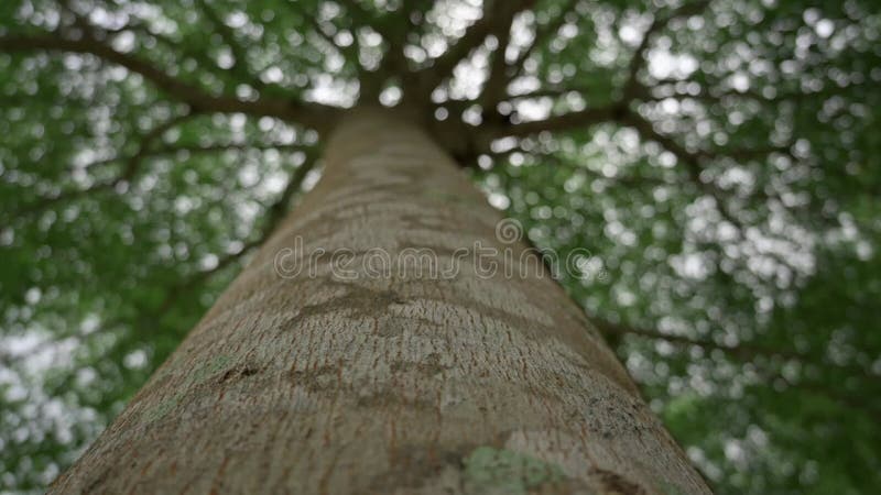 Looking Up To the Top and Sliding Down Close Up the Trunk of a Tree in ...