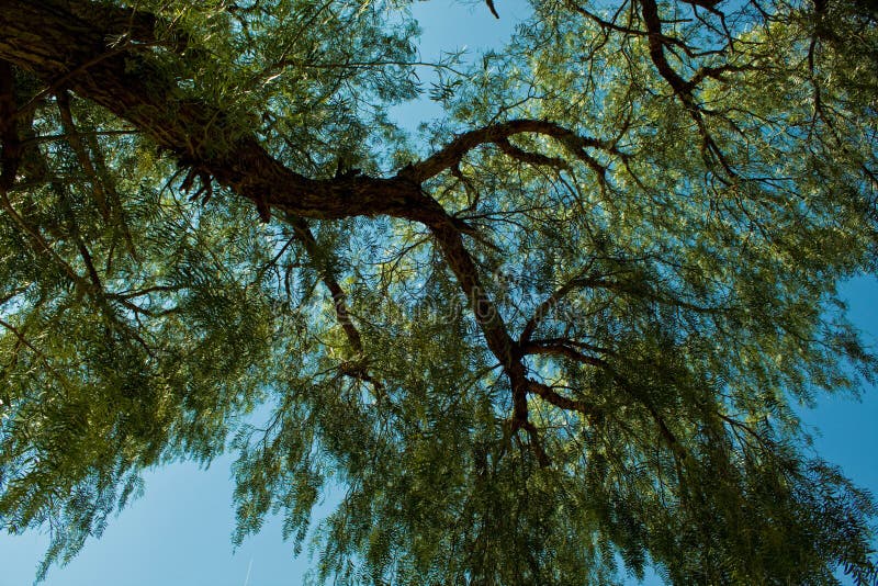 Pirul Tree Top with Branches and Old of that Stock Image - Image of ...