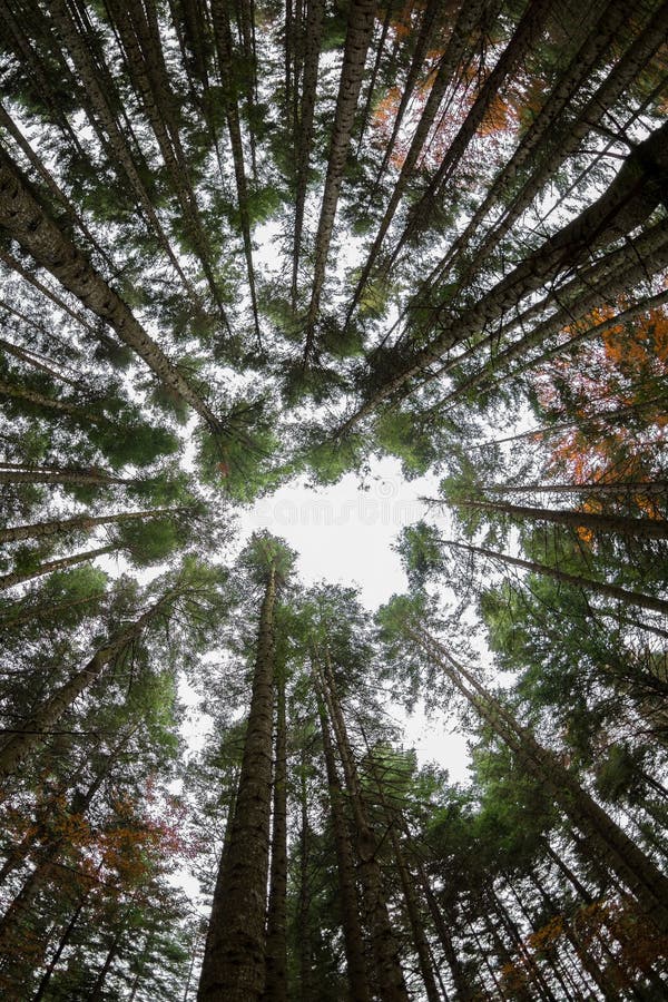 Looking Up To the Tree Tops in a Thick Forest Stock Photo - Image of ...