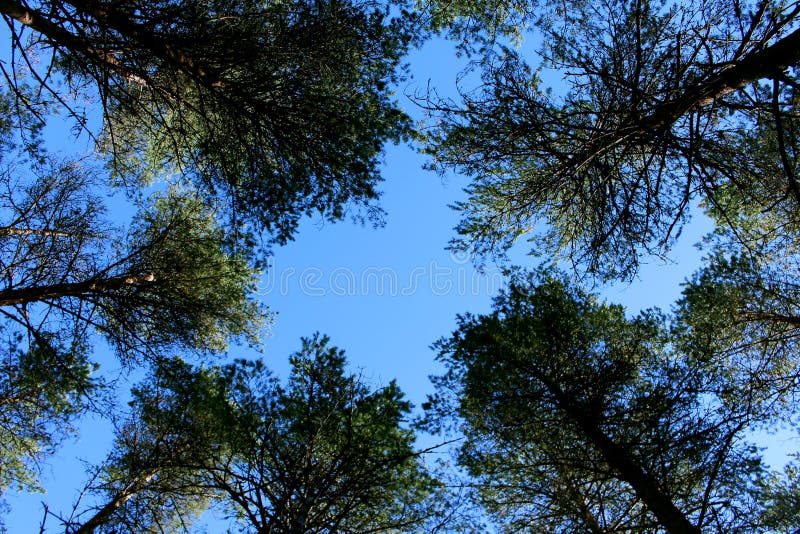 Looking Up To Trees from Ground Stock Image - Image of green, flora ...
