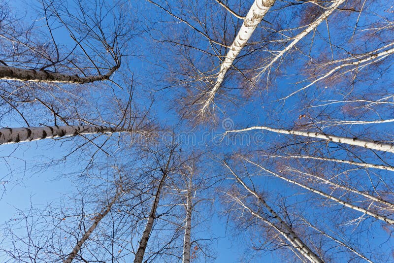 Spring birch forest stock photo. Image of dandelions - 41024294