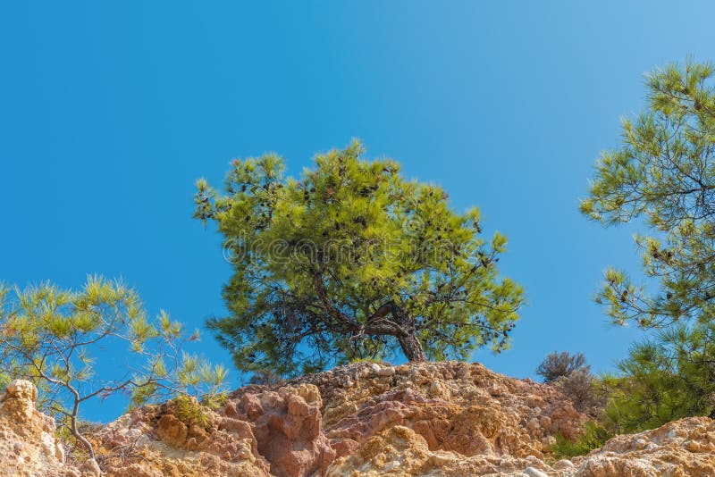 Looking Up Towards the Top of a Rock and Dirt Cliff with Green Tree ...