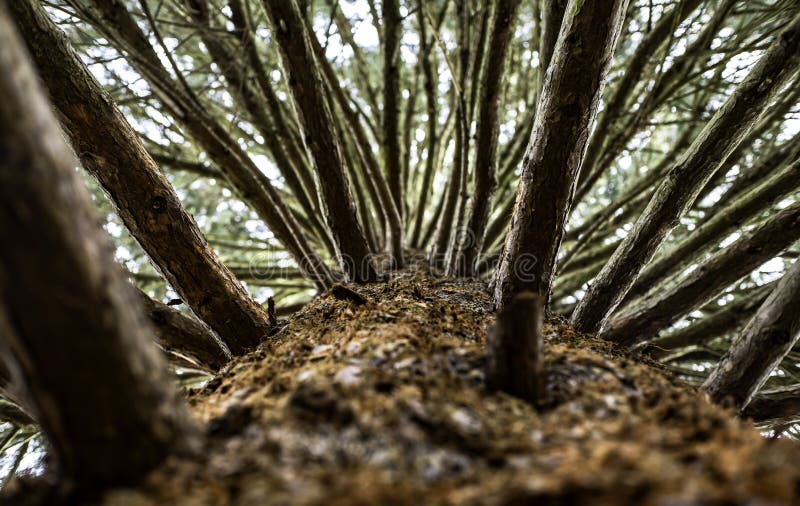 The View Looking Up at Tree Stock Image - Image of sunlight, woods ...