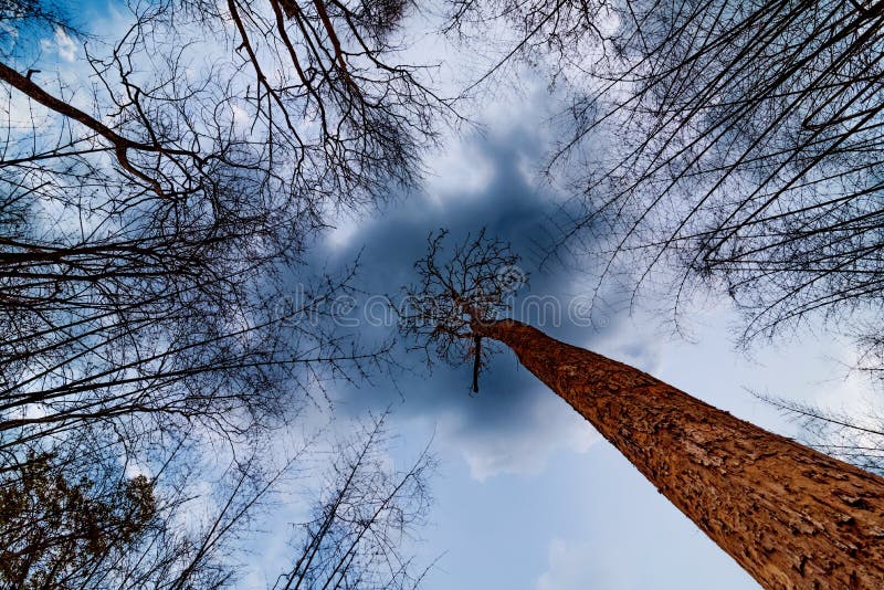 Looking Up Tree with Blue Sky Stock Photo - Image of plant, platanus ...