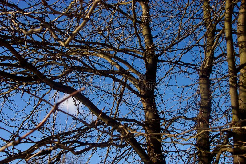 Looking Up through the Tree Branches Stock Photo - Image of trunk ...