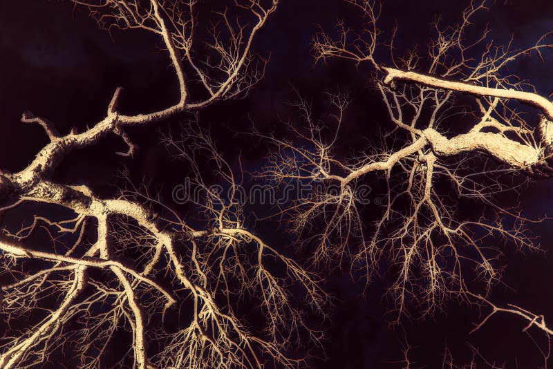 Looking Up Tree Branches Color Inverted Stock Photos - Free & Royalty ...