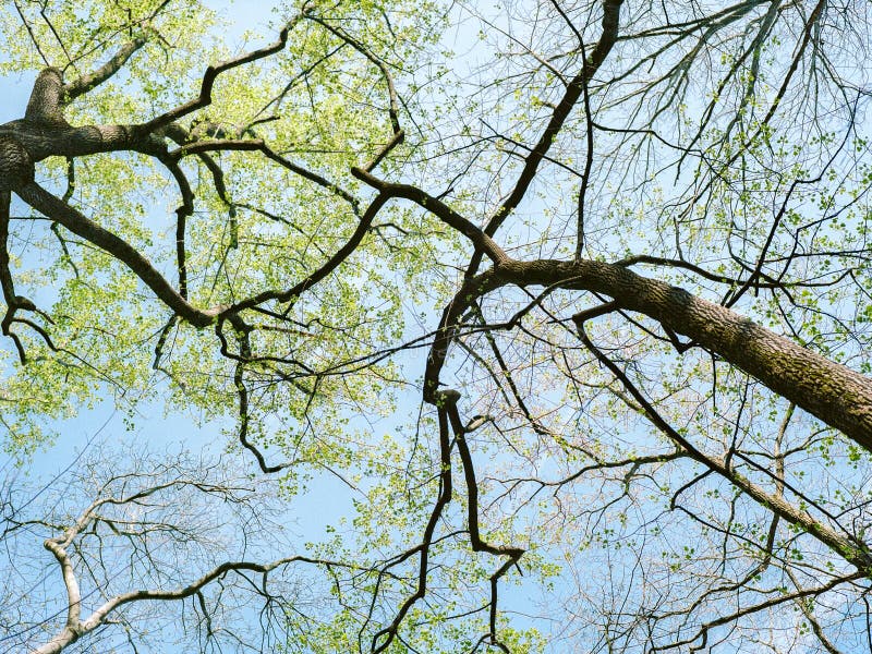 Upward View of Tree Branches in Spring Stock Photo - Image of tall ...