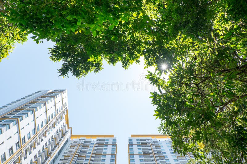 Looking Up at Tree and Building,real Estate Vision Concept Stock Image ...