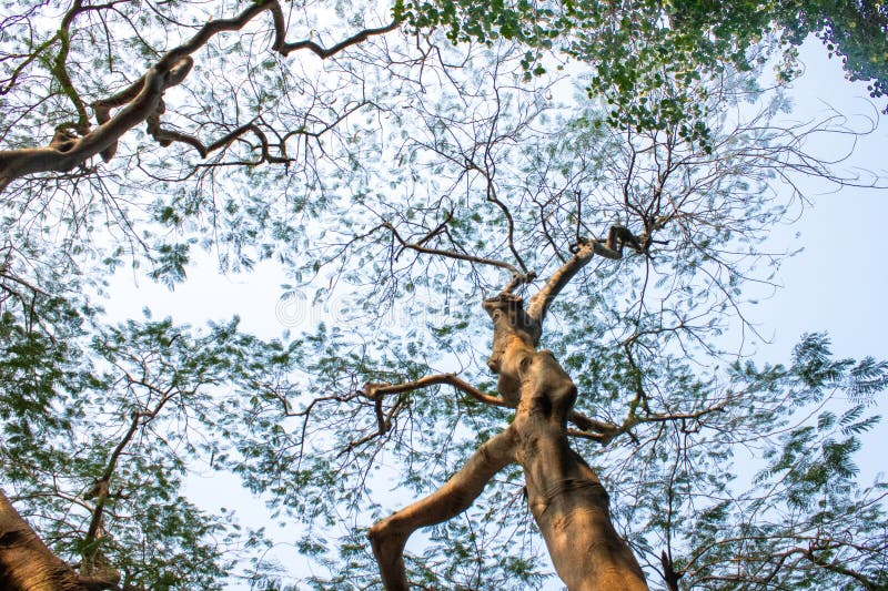 Looking Up at Tree Canopy Against a Clear Blue Sky Stock Image - Image of peaceful, greenery ...