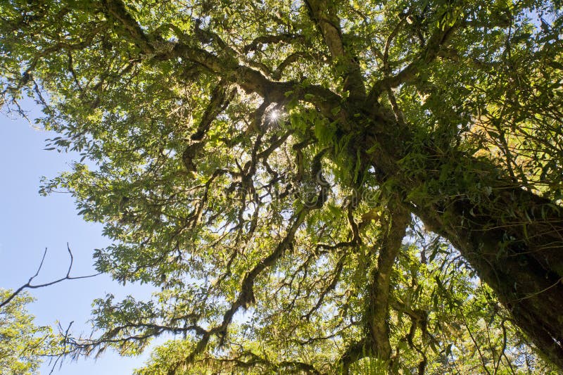 Looking Up Tree Canopy Against the Sun Light and Blue Sky Stock Image ...