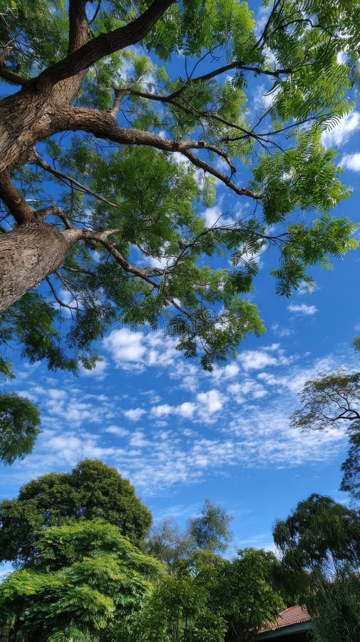 Looking Up Tree Canopy Blue Sky Clouds Sunny Day Stock Photos - Free ...