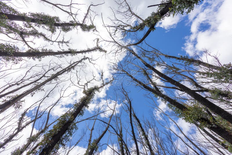 Looking Up through a Tree Canopy into Blue Sky in Regional Australia ...