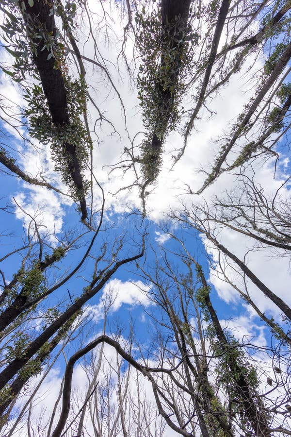 Looking Up through a Tree Canopy into Blue Sky in Regional Australia ...