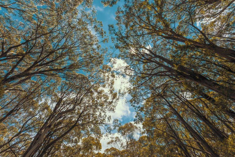 Looking Up Through A Tree Canopy Into Blue Sky In Regional Australia ...
