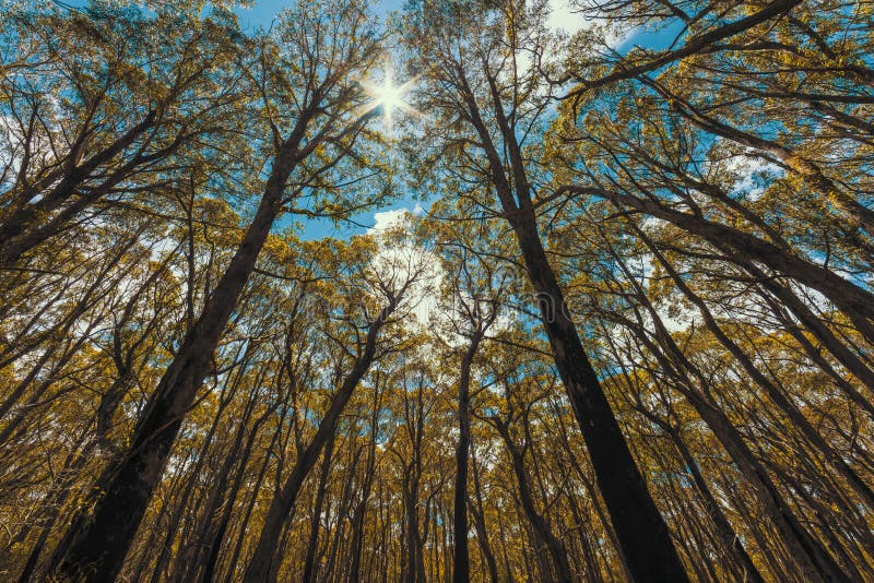 Looking Up through a Tree Canopy into Blue Sky in Regional Australia ...