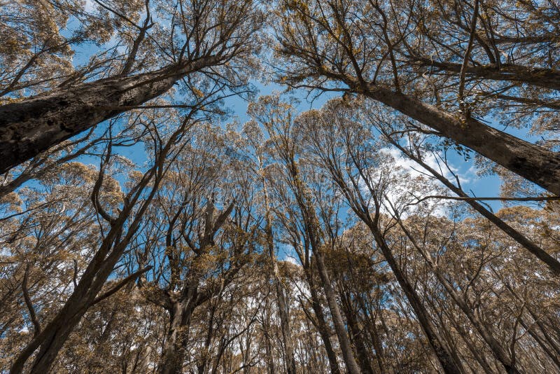Looking Up through a Tree Canopy into Blue Sky in Regional Australia ...