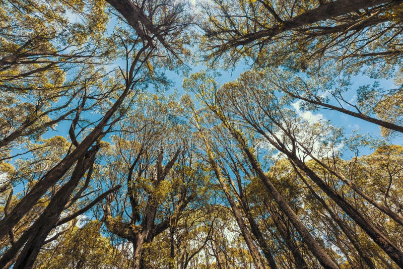 Looking Up through a Tree Canopy into Blue Sky in Regional Australia ...