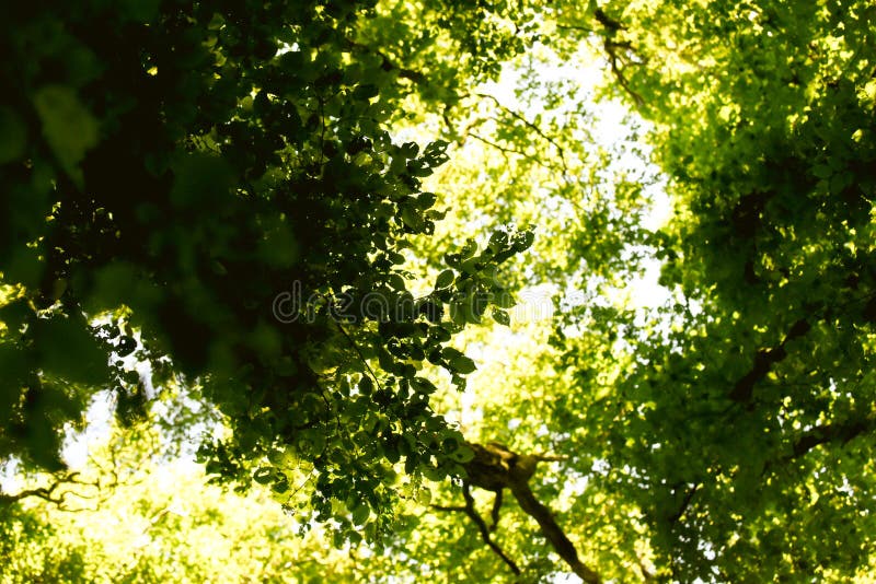 Looking Up through Tree Canopy on the Forest Stock Photo - Image of ...