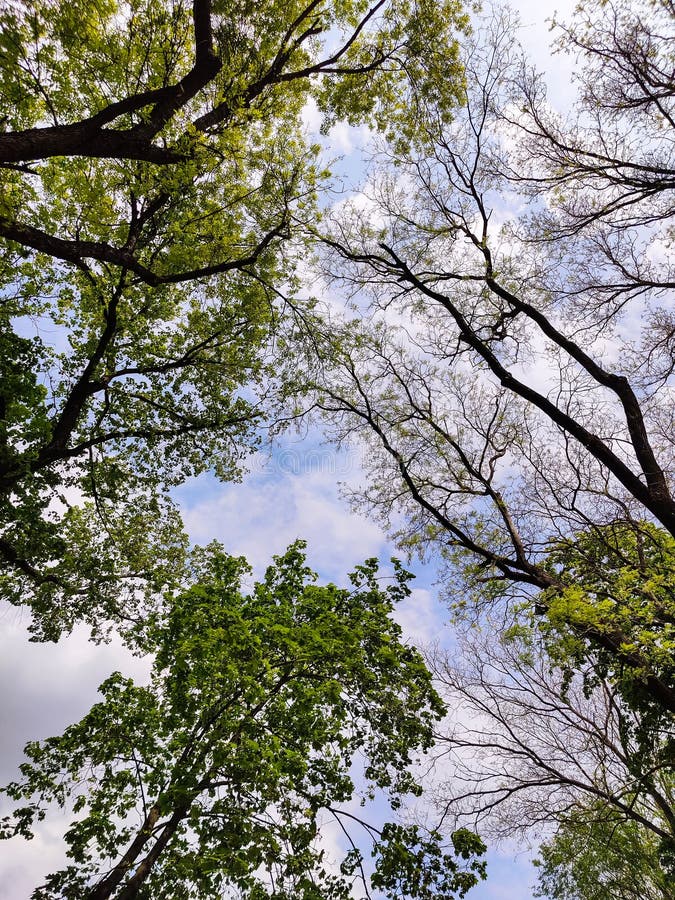 Looking Up through Tree Canopy. Frame of Green Foliage of Tree Branches ...