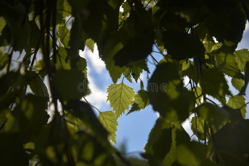 Looking Up through Tree Canopy. Frame of Green Foliage of Tree Branches ...